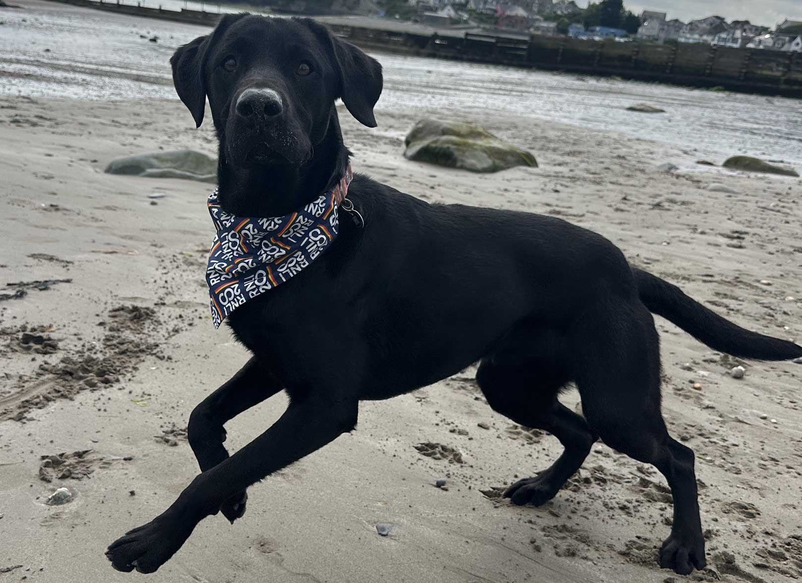 Wondering Walks About